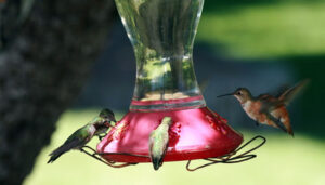 22nd annual High Country Hummingbird Festival set for July 26 - The ...