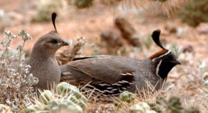 Quail outlook: A challenging season ahead - The Gila Herald