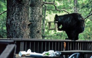 Stay “bear aware” this Memorial Day weekend - The Gila Herald